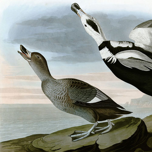 What is missing? | Labrador Duck