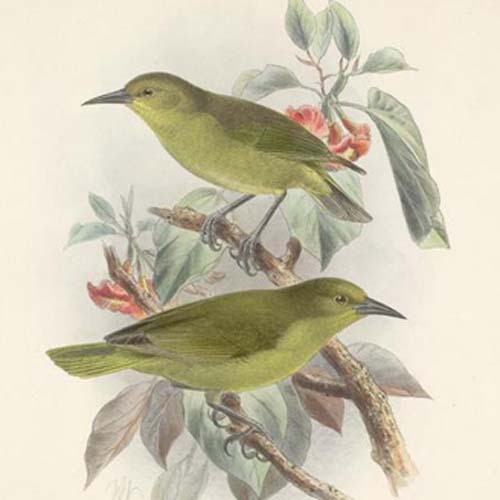 What is missing? | Greater Amakihi