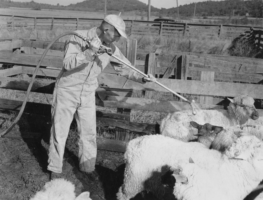 What is missing? | DDT becomes available for civilian use