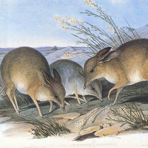 What is missing? | Pig-footed Bandicoot