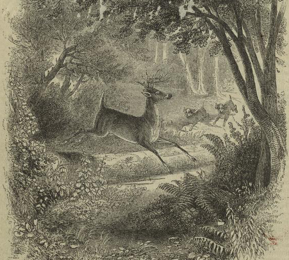 What is missing? | White-tailed Deer