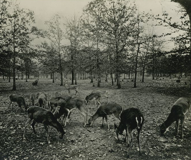 What is missing? | Species Recovery, Whitetail Deer