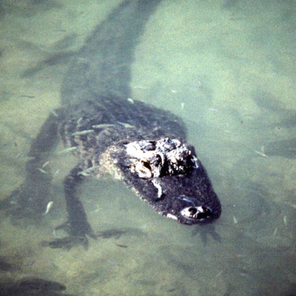 What is missing? | American alligator listed as an endangered species