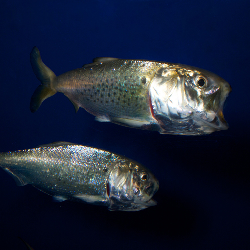 What is missing? | Menhaden — Atlantic