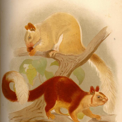 What is missing? | Dangs Giant Squirrel