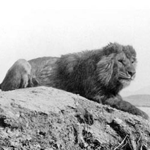 What is missing? | Barbary Lion Extinct
