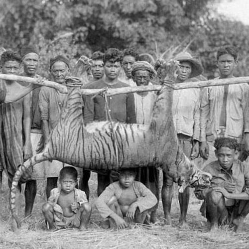 What is missing? | Javan Tiger
