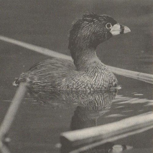 What is missing? | Atitlán Grebe