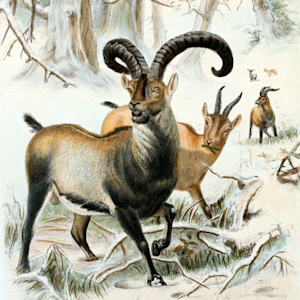 What is missing? | Tarpan