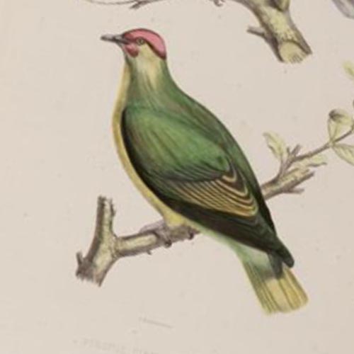 What is missing? | Red-moustached Fruit-dove