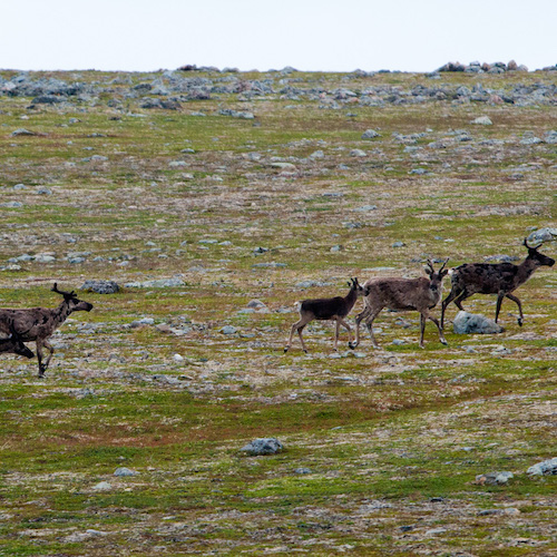 What is missing? | 80,000 caribou starve to death due to global warming