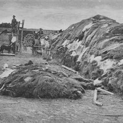 What is missing? | American Bison