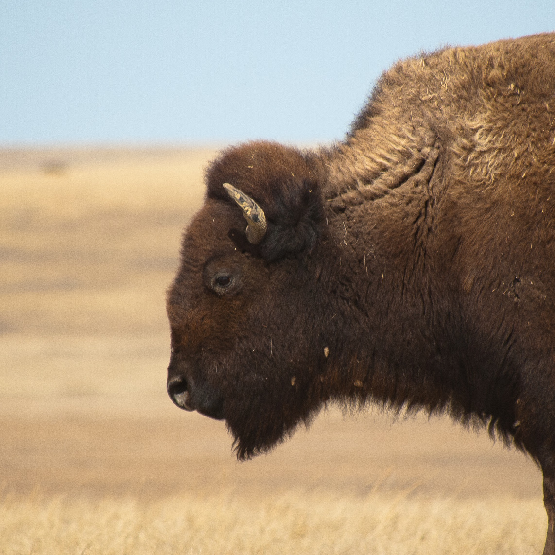 What is missing? | American Bison