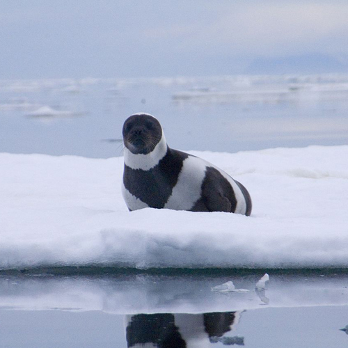 What is missing? | Arctic seals impacted by climate change