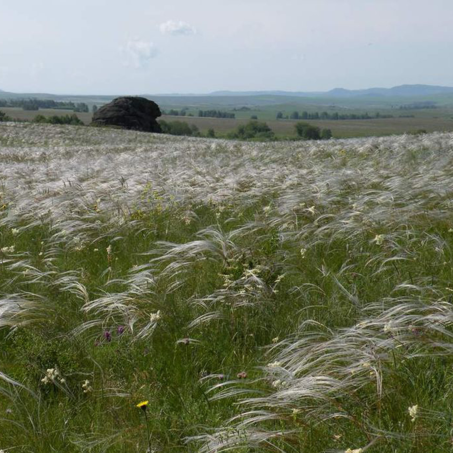 What is missing? | The Great Steppe