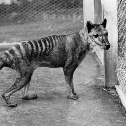 What is missing? | London Zoo buys last thylacine