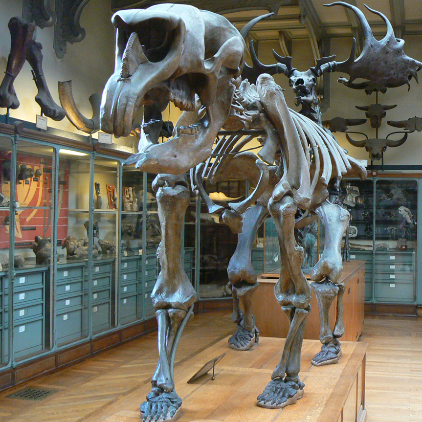 What is missing? | Giant Wombat/Rhinoceros Wombat