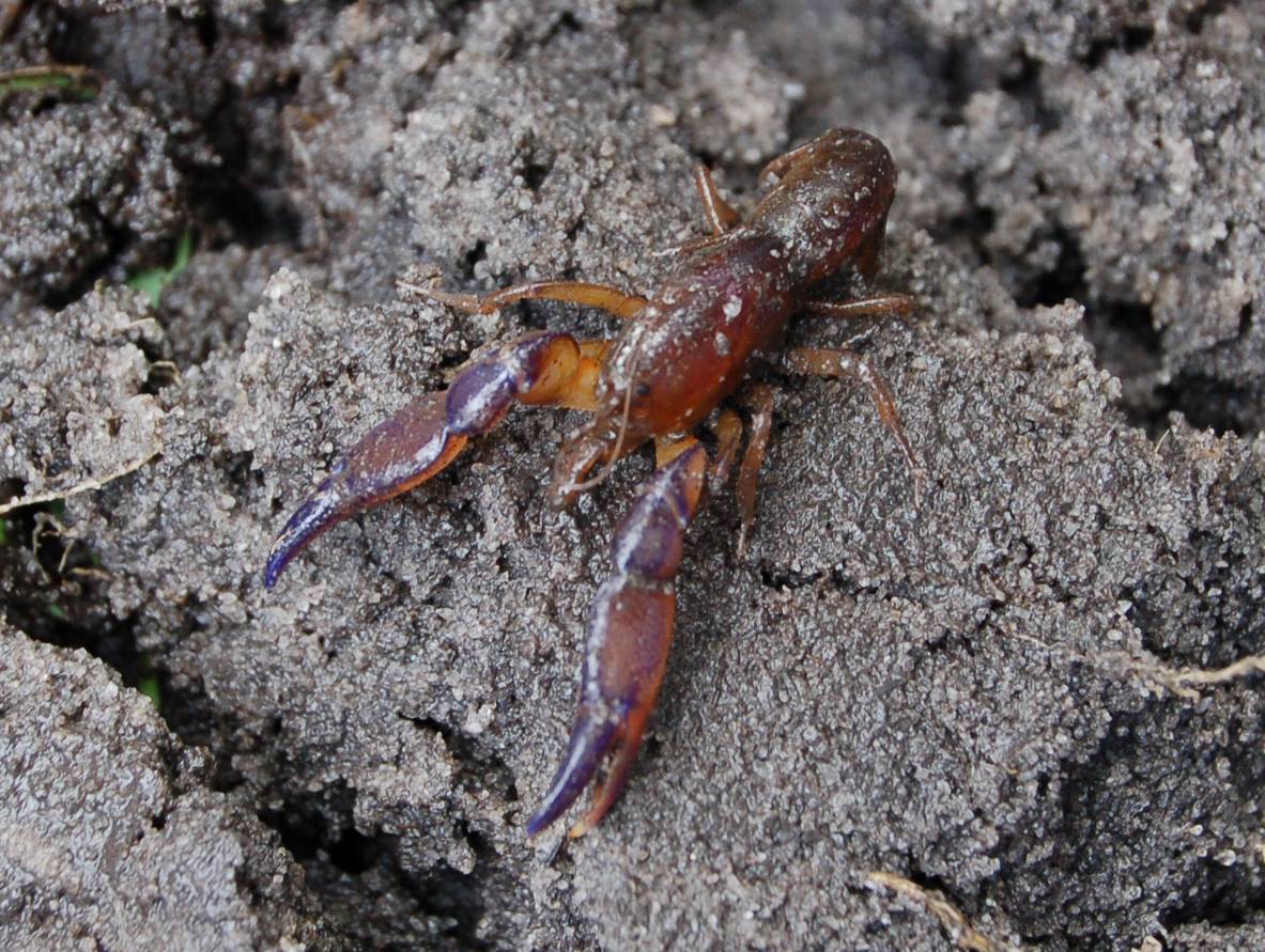 What is missing? | Burrowing Crayfish