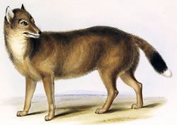 What is missing? | Dusicyon Avus