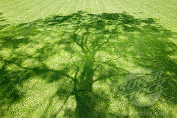 What is missing? | The Shady Tree In The School Yard