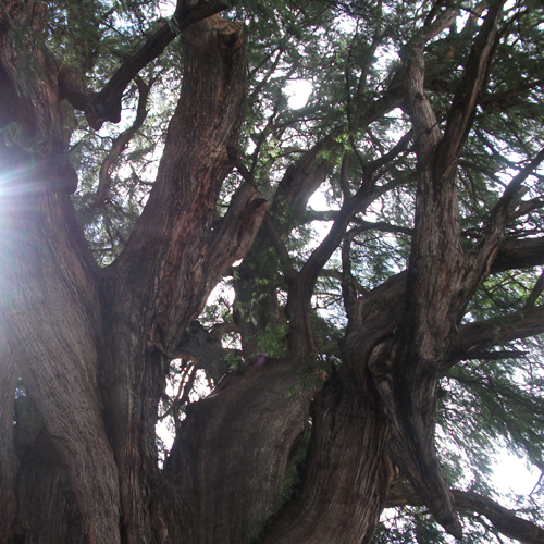 What is missing? | Tula Trees