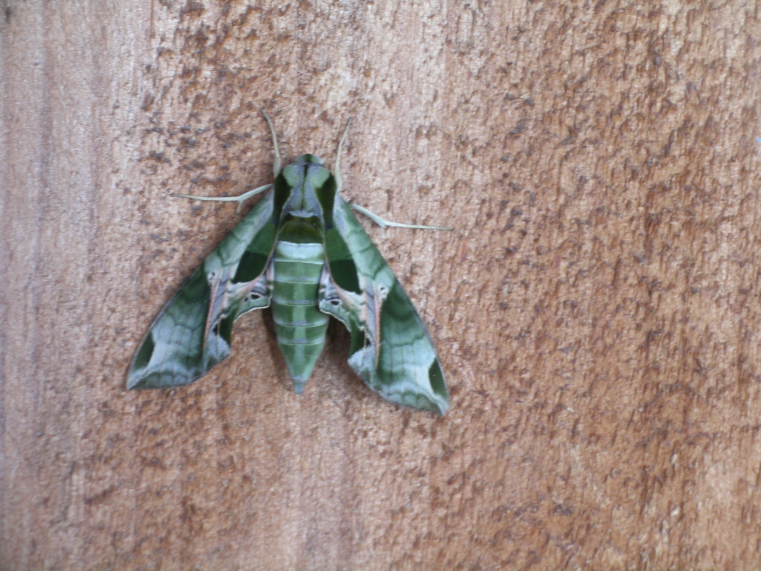 What is missing? | Green Moth