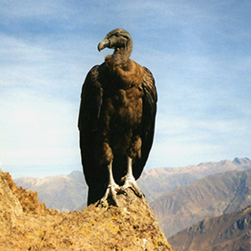 What is missing? | The Condor