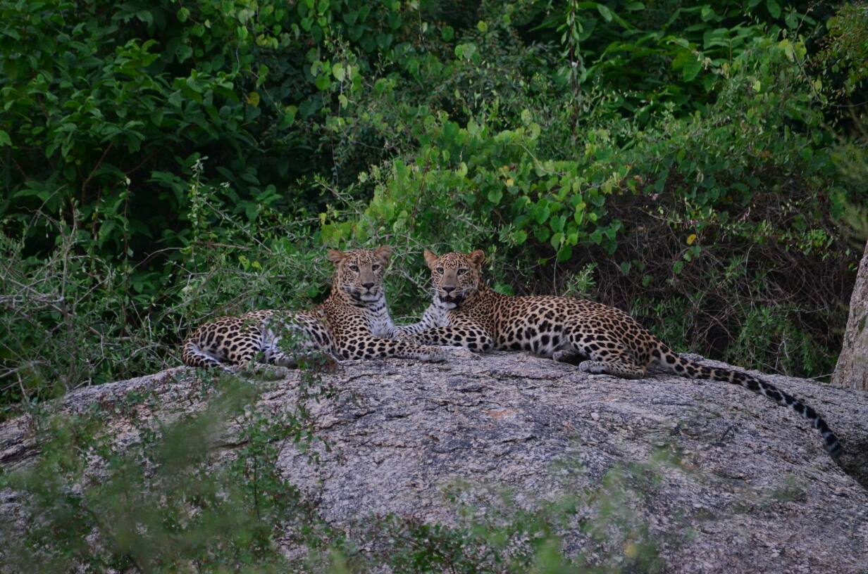 What is missing? | The Great Indian Leopard