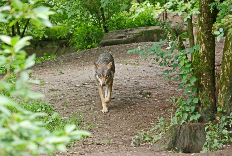 What is missing? | Wolves