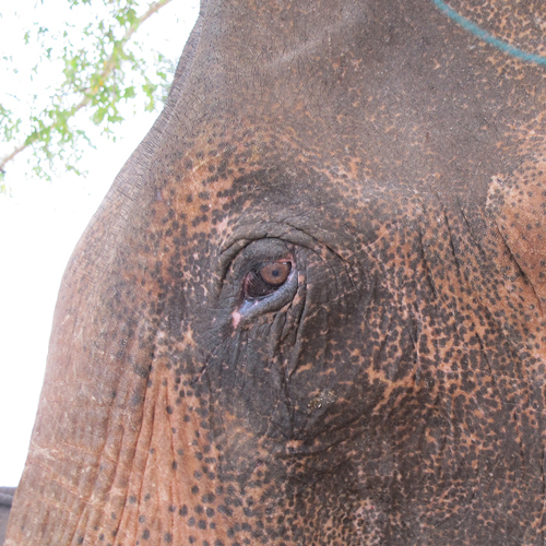 What is missing? | Elephants