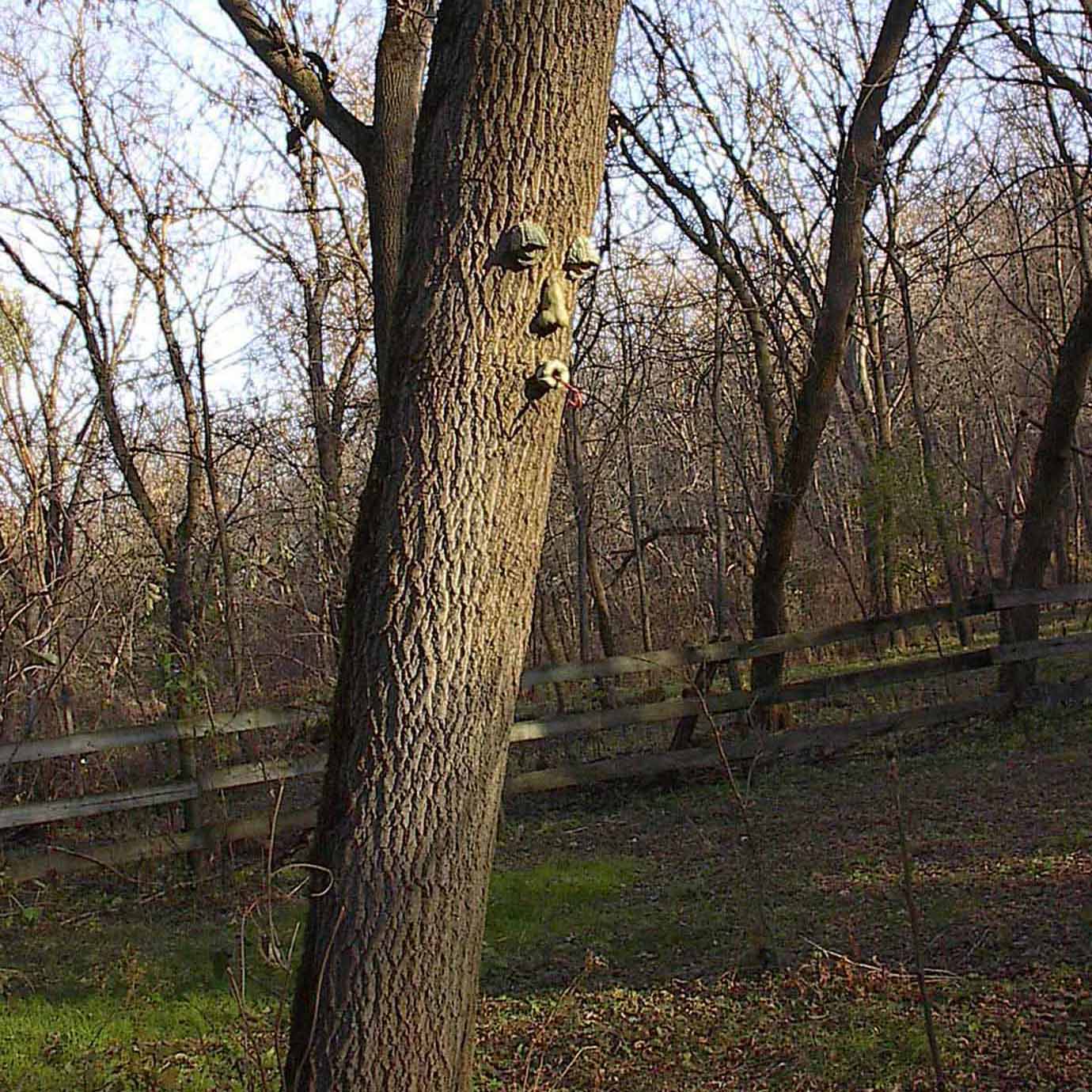 What is missing? | Noisy Forest