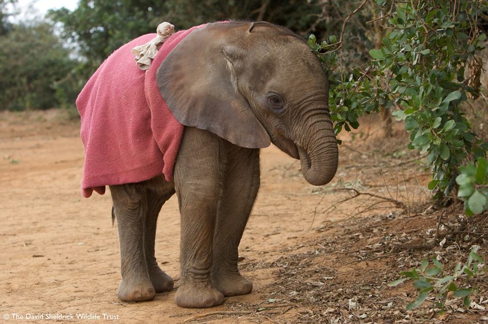 What is missing? | Orphaned Elephants While Adorable Tell A Devastating ...