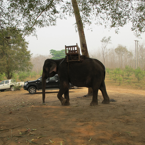 What is missing? | Wild Elephants