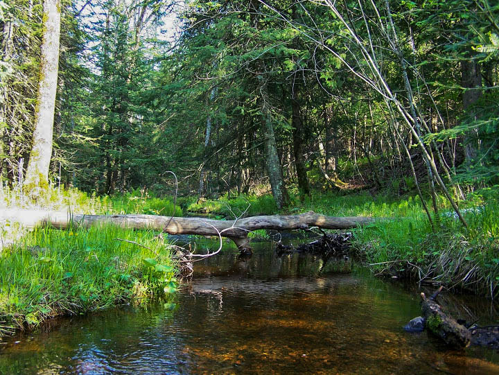 What is missing? | Hartley Nature Center's Contribution To Nature