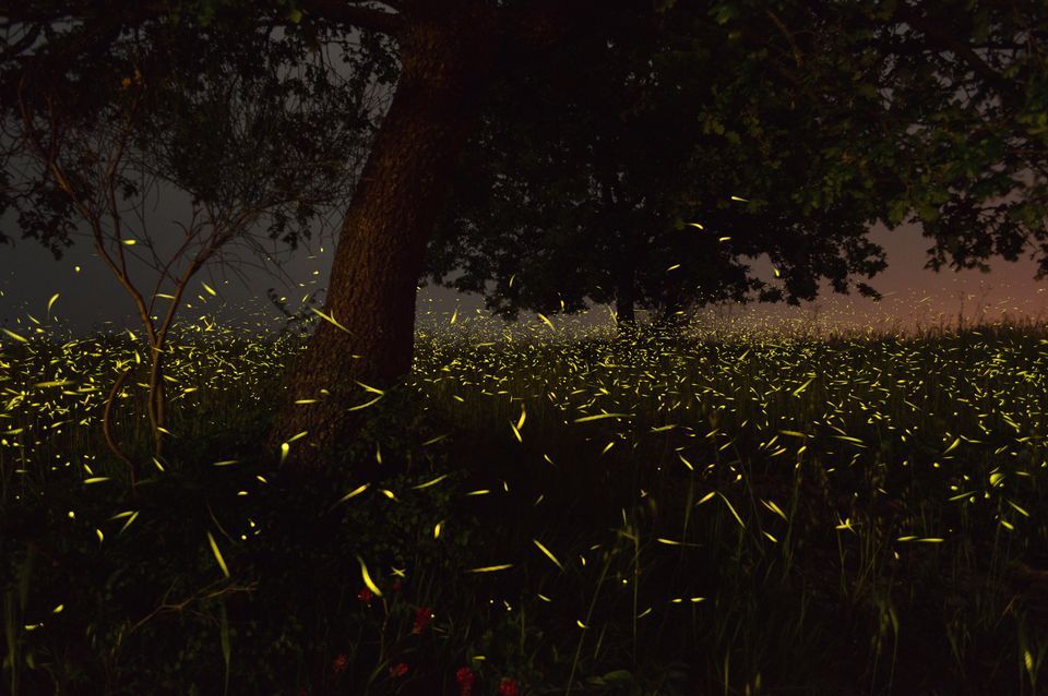 What is missing? | Where Are The Lighting Bugs?