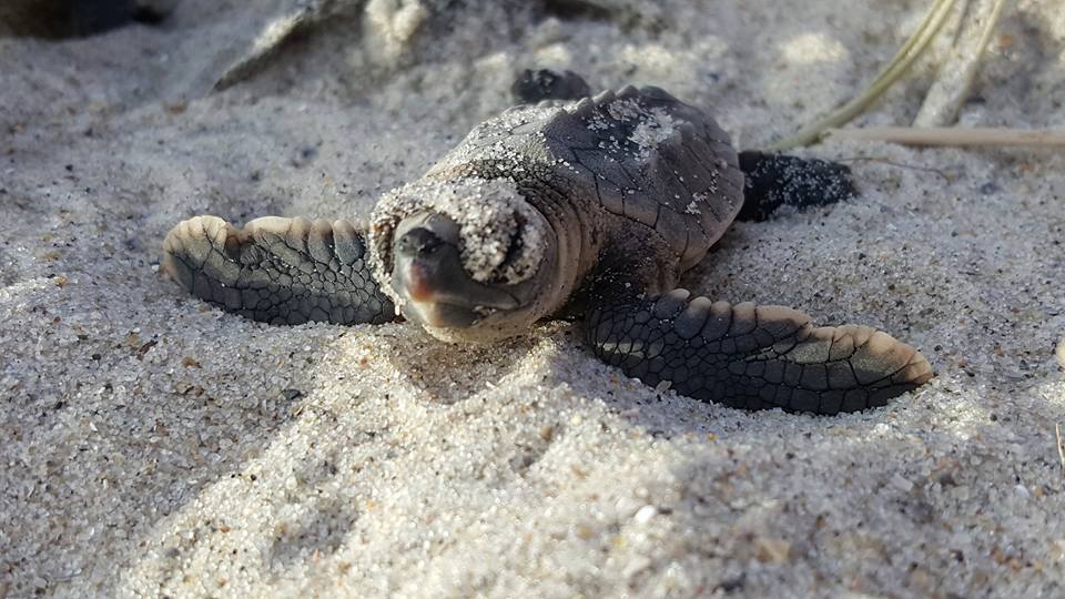 What is missing? | Sea Turtles