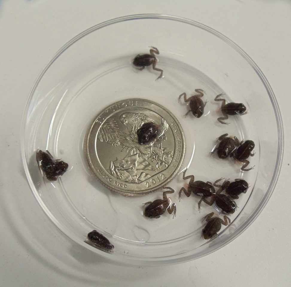 What is missing? | FROG SANCTUARY