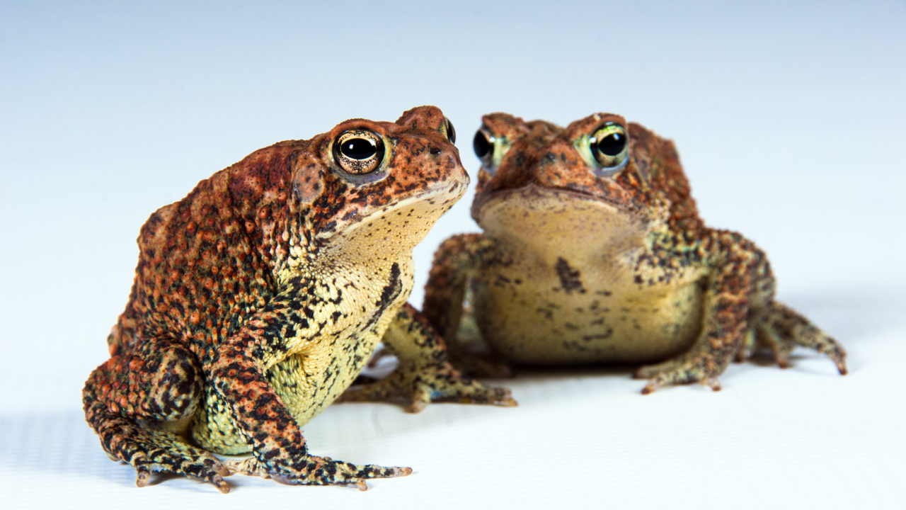 What is missing? | The Houston Toad