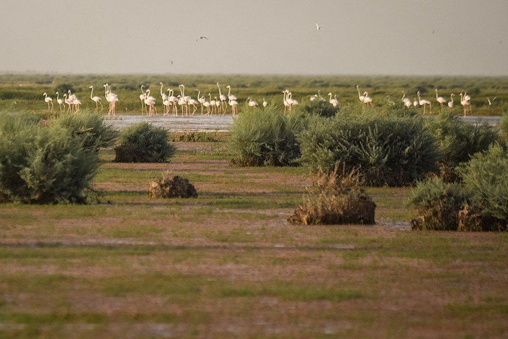 What is missing? | Hamoun Wetlands now a wasteland