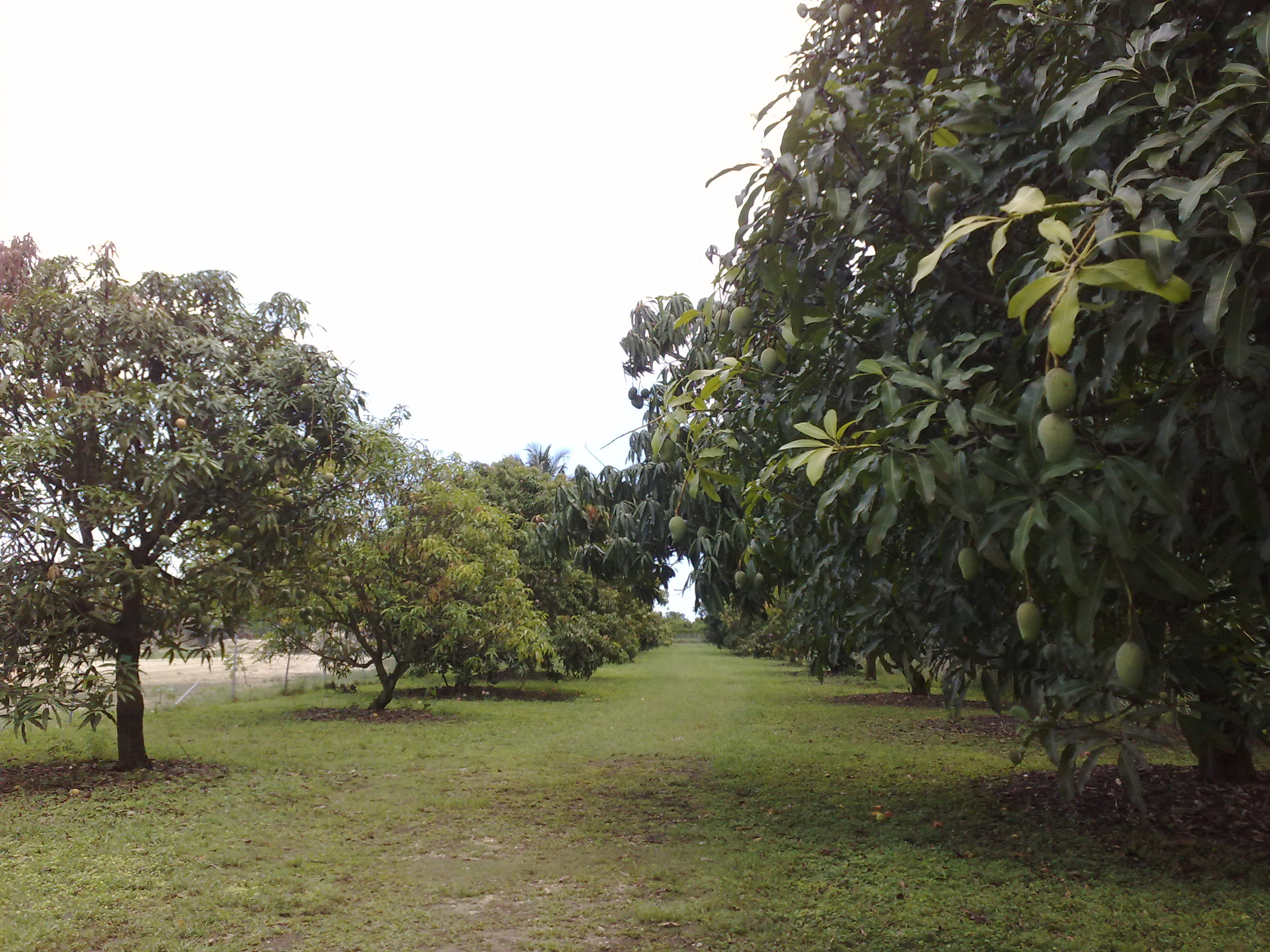 What is missing? | Green land and mango groves