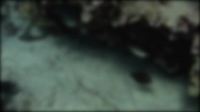 What is missing? | Sea Turtles