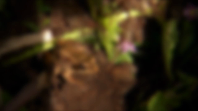 What is missing? | Frogs and Amphibians