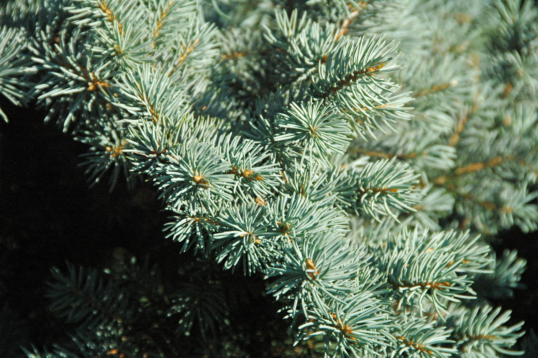 What is missing? | Pine/blue Spruce Trees