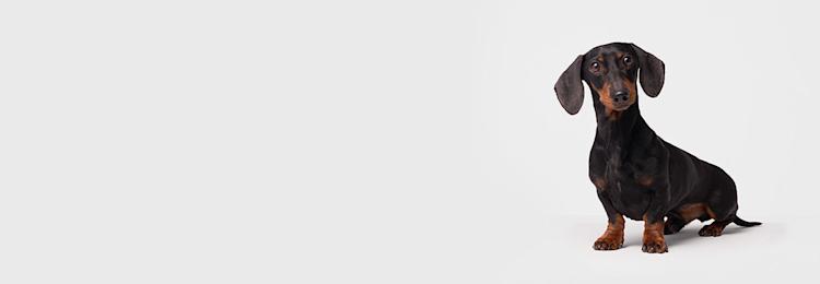 Fenniaturvan koiran ja kissan vakuutukset - tuote-esite