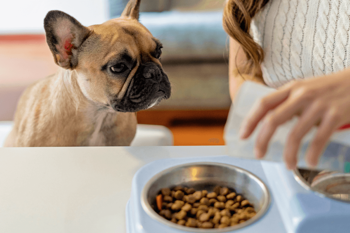 How Much Should I Spend on Dog Food? Right Budget for Your Pet | EarnIn