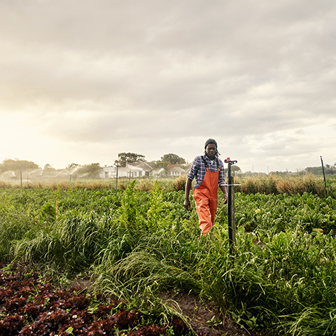 Food Imperative - Home