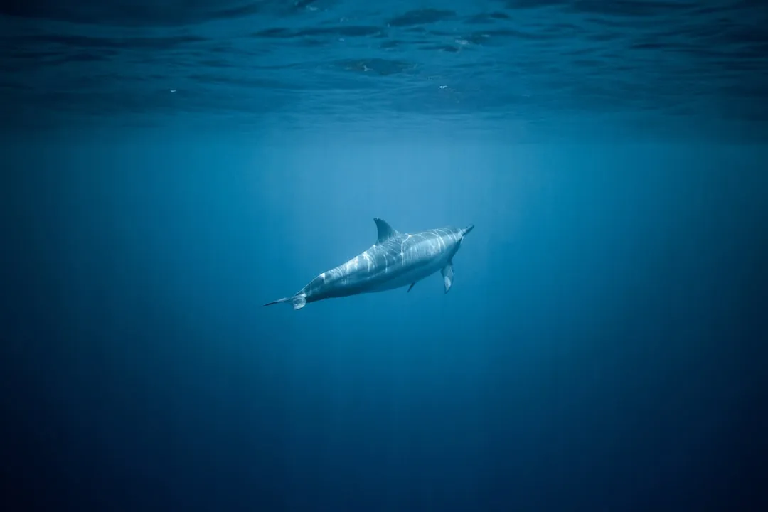 Secrets of the deep sea