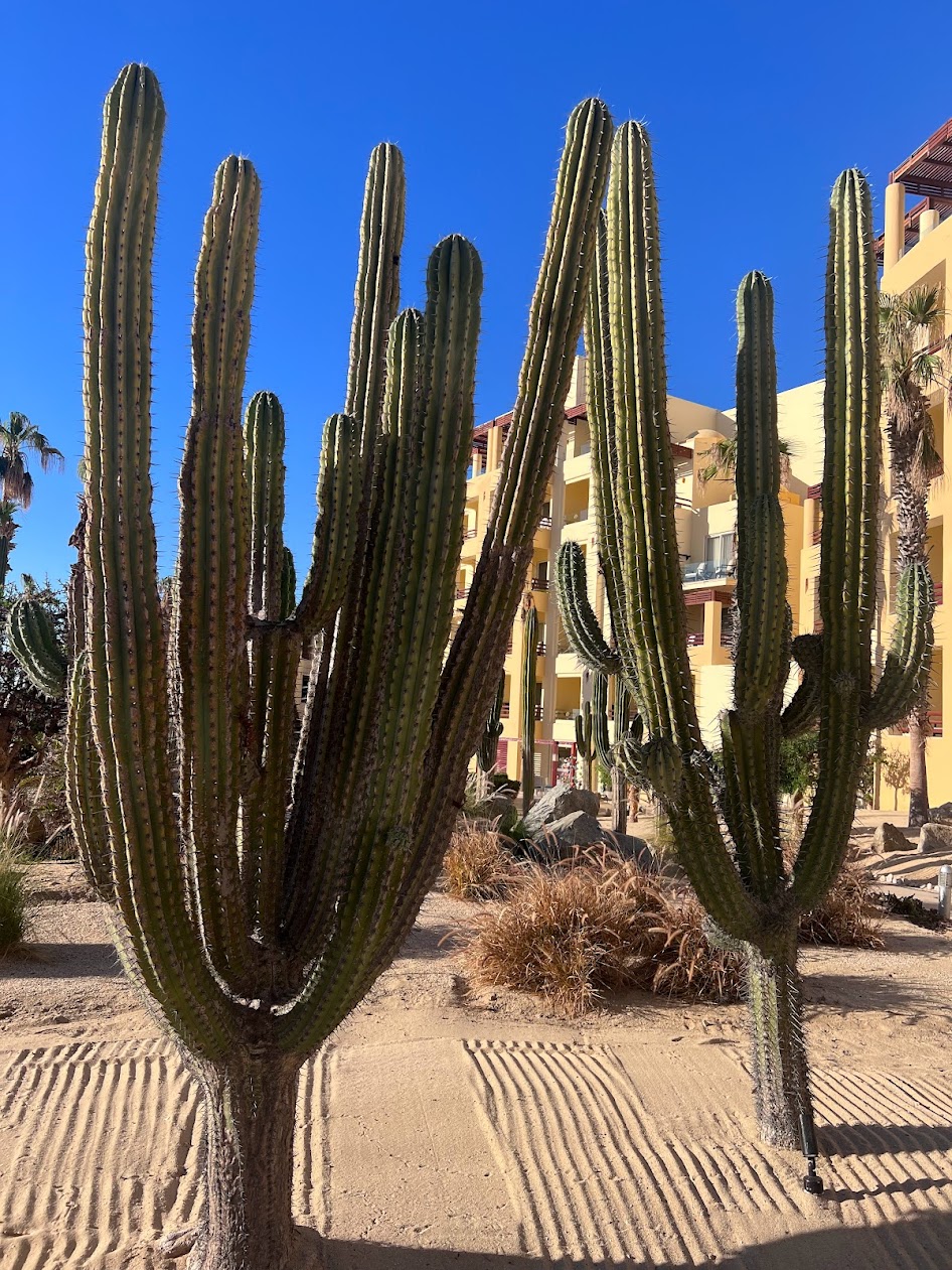 Escape to Romance: Your Guide to Pueblo Bonita Pacifica, the Ultimate ...