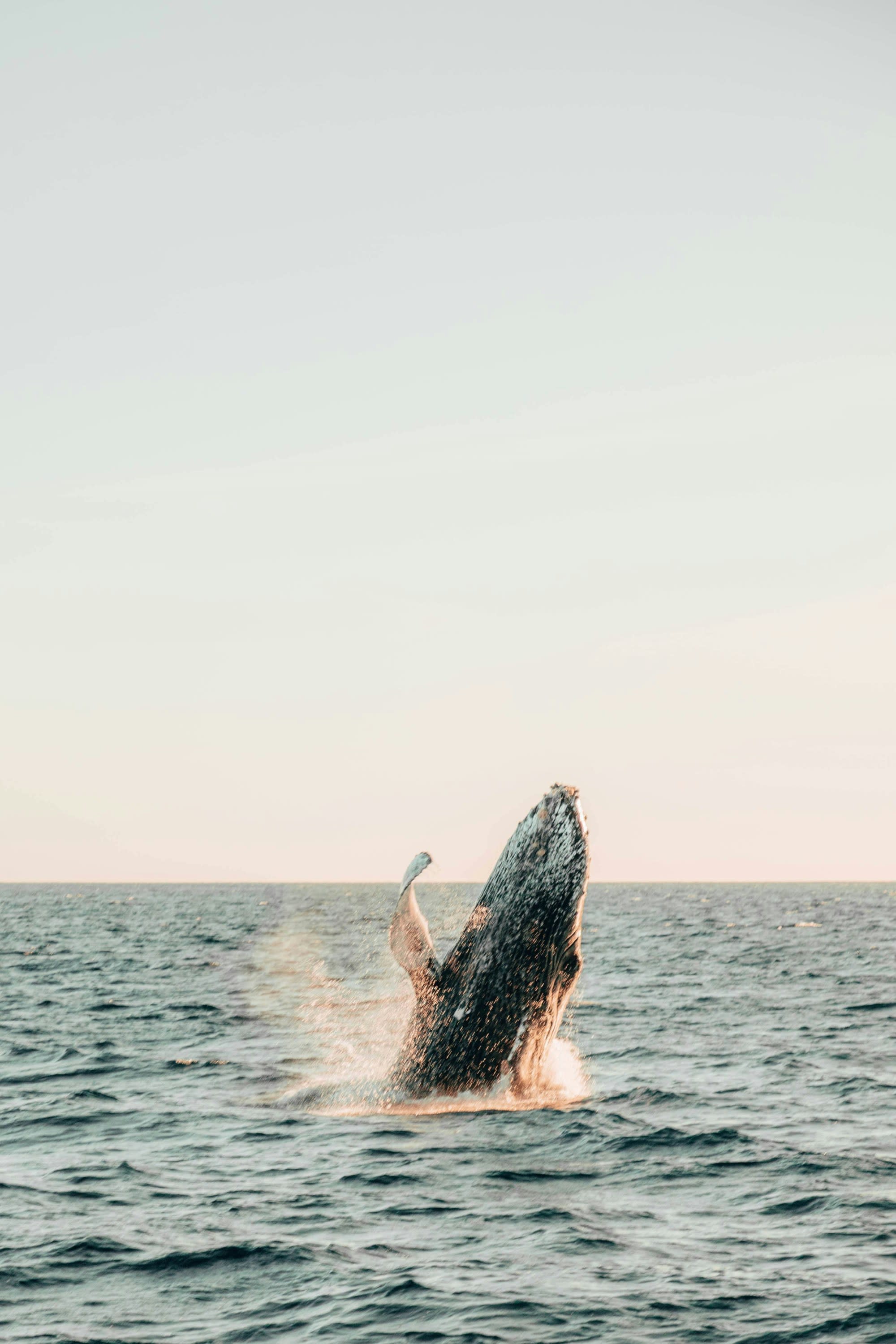 Experience the Amazing Cabo Whale Season