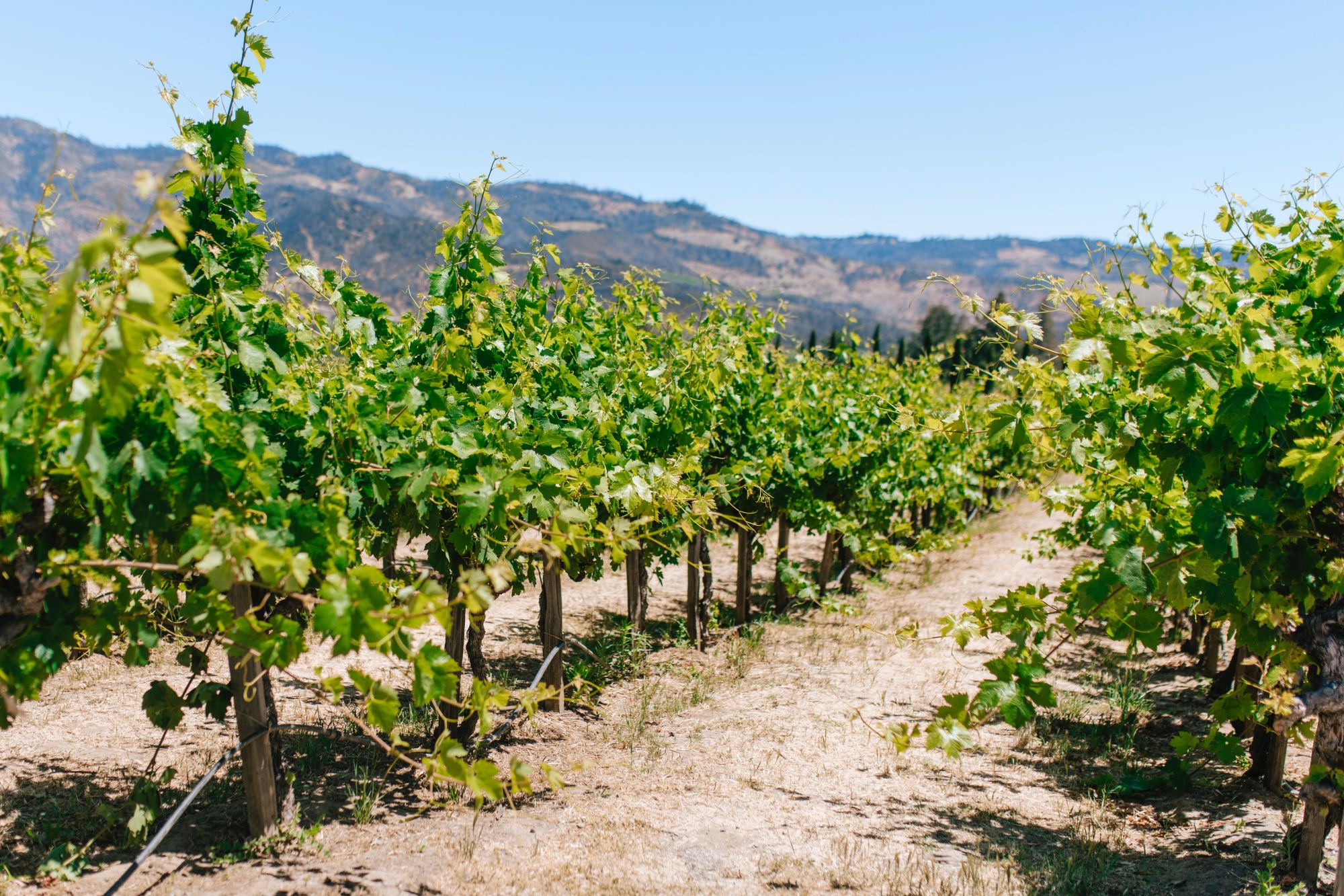 The Newcomers Guide to 5 Days in Napa Valley